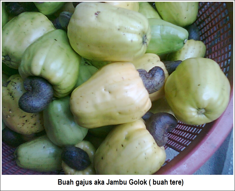 Dunia Pemikiran Nurul Fatihah Mohd Sobri: Gajus aka Jambu golok vs buoh ...