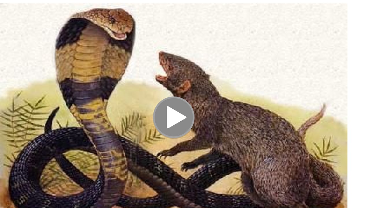 Amaizing!!! Mongoose vs Cobra, NEW Snake fight Videos Compilation 2018 ...