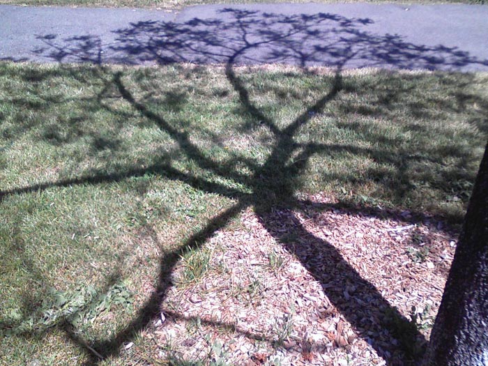 Your Daily Tree: Shadow Trees
