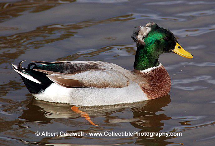 Photography Images By Albert Cardwell