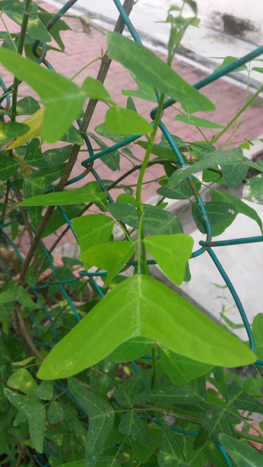 Warisan Petani: Pokok Rerama Hijau