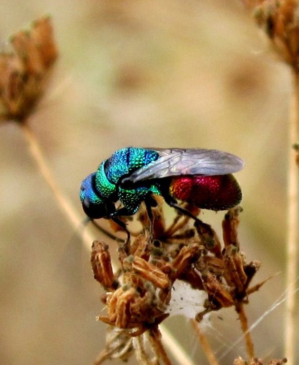 Biodiversity of Cyprus by NGO Protection of the Natural Heritage and ...