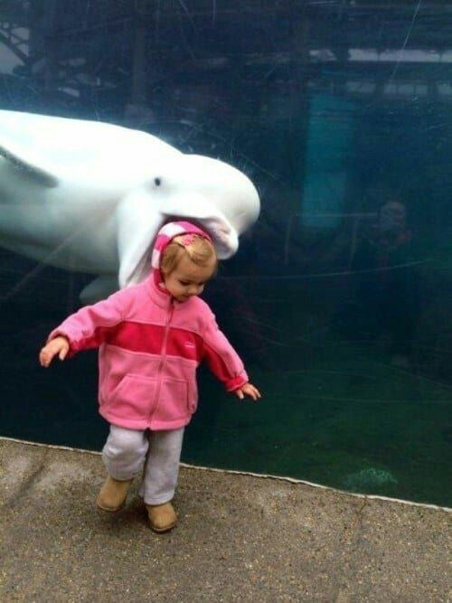 Beautiful Dolfin fish