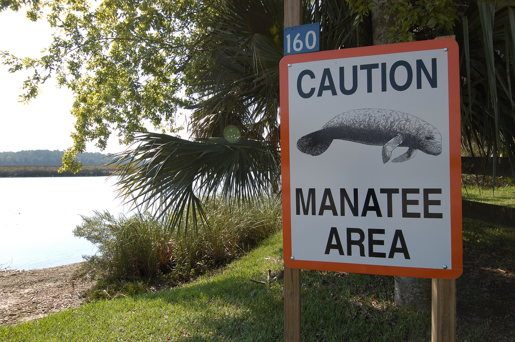 Mermaids: Ambassadors from Sea to Sea: Florida manatees on the Move!