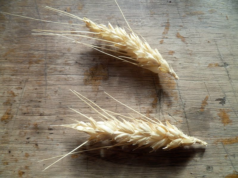 Rural Revolution: The conclusion of our first year's wheat experiment