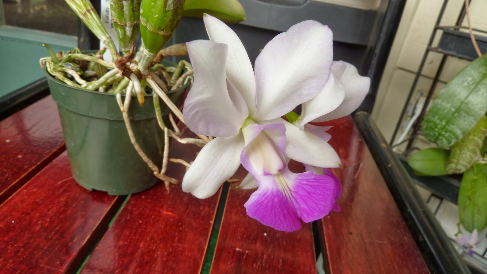 Hooray! Plants!: I love Cattleya walkeriana