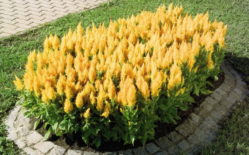 fardfa: Cara Menanam Tanaman Jengger Ayam