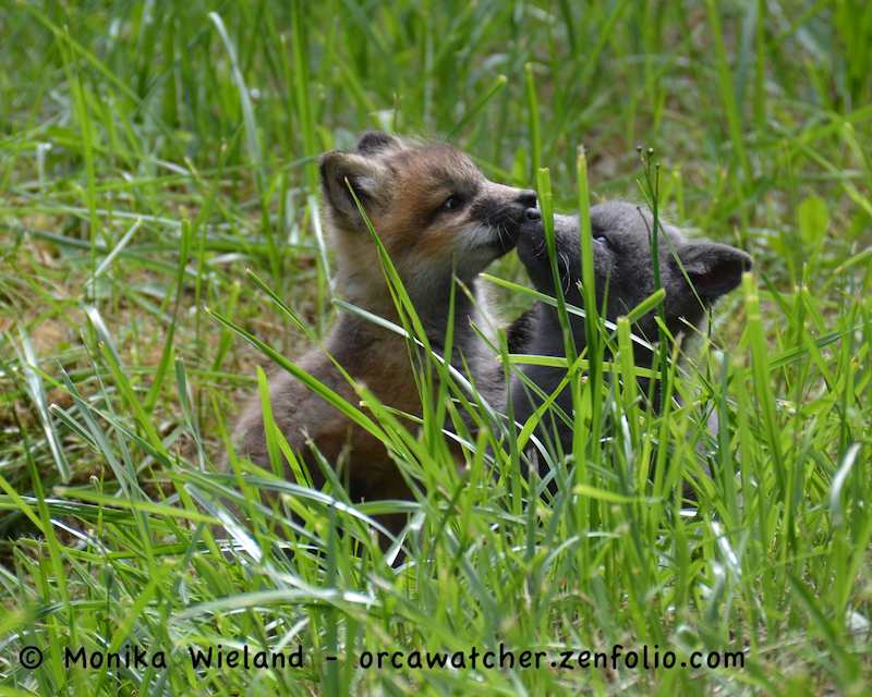 Orca Watcher: "The Cutest Thing I've Ever Seen" - Baby Foxes