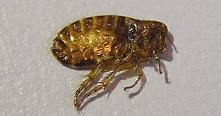 Alma biológica: Pulgas