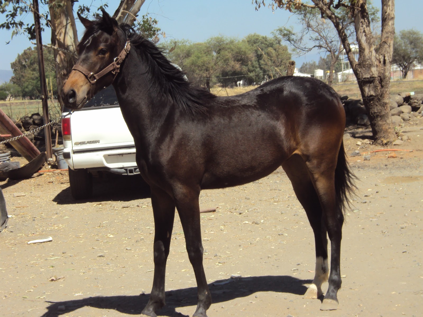 rancho mendoza: potranca azteca