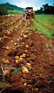 Plastyagro®: Mildiu y Alternaria, enemigos habituales en patata