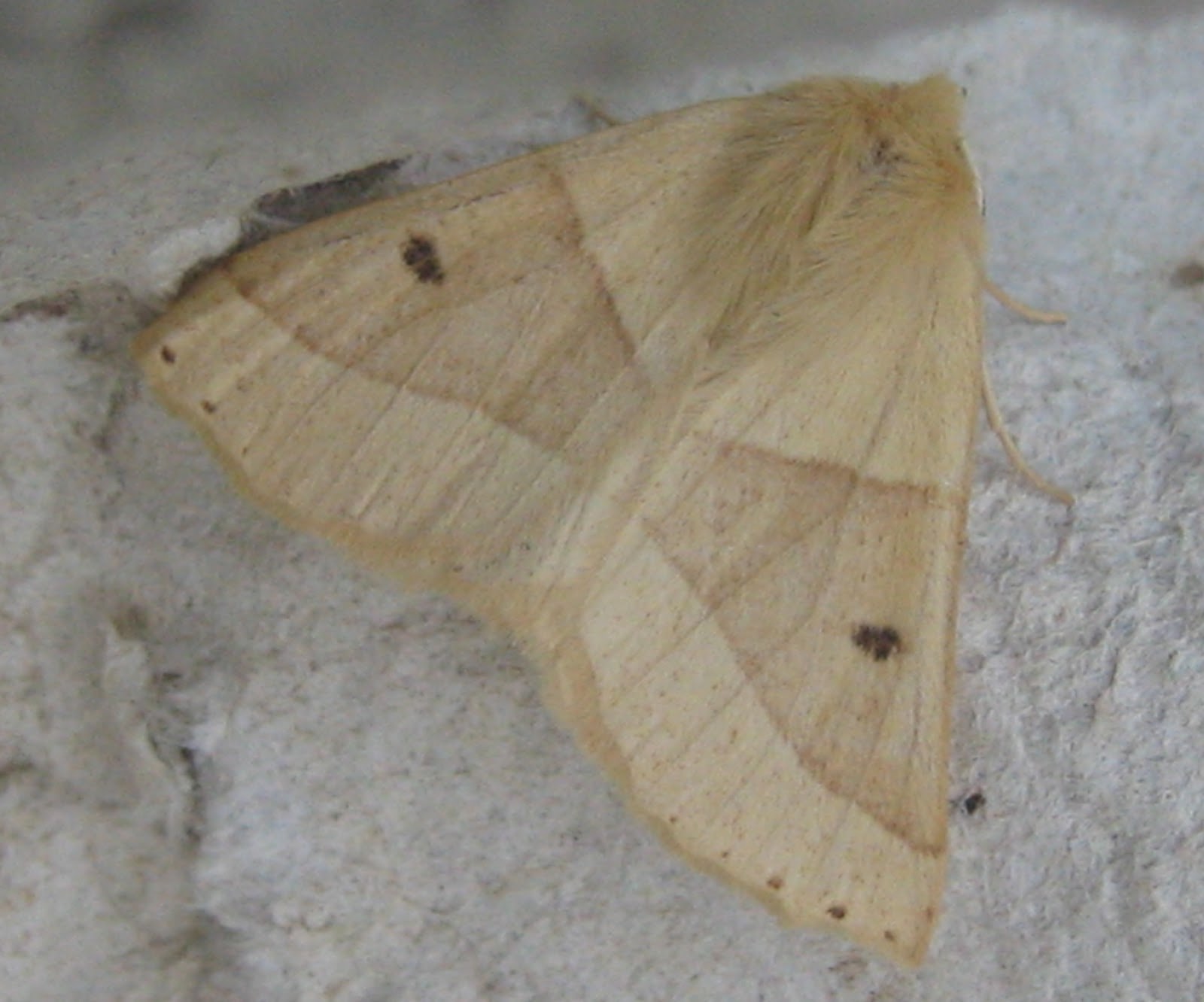 Martin's Moths: Hold the front beige