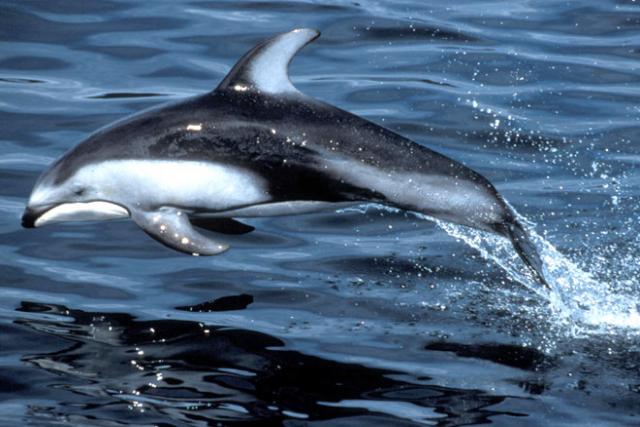 Delfines: Tipos de delfines