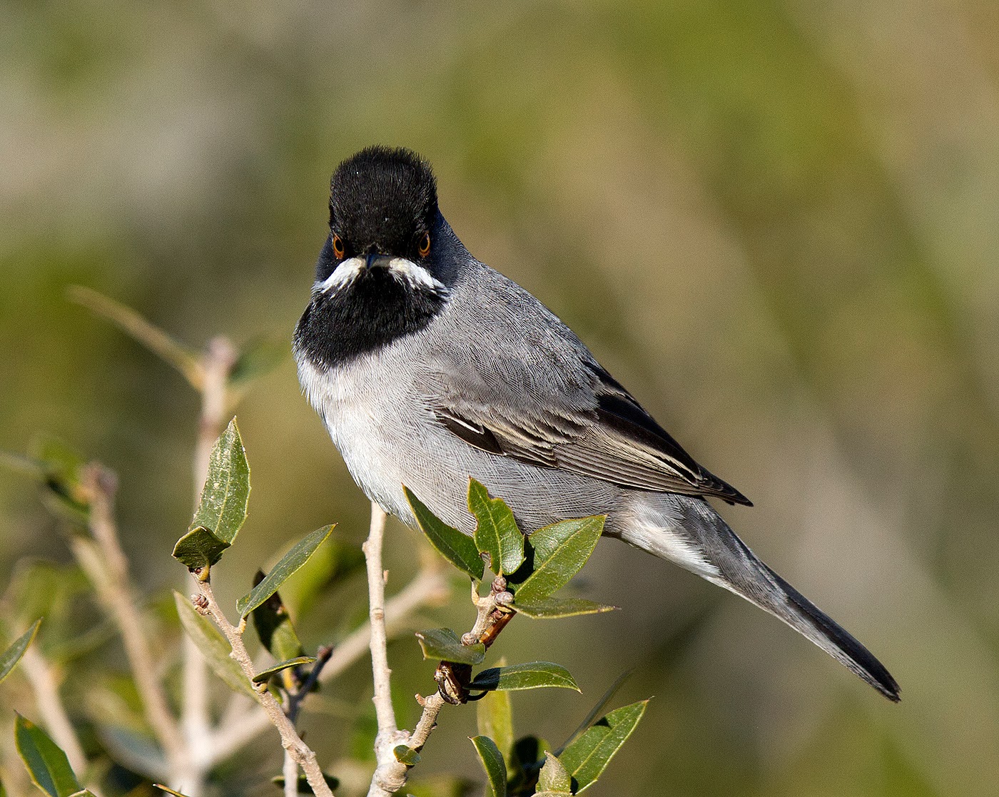 Greece Bird Tours | Birding & Wildlife Tours in Athens and Central ...