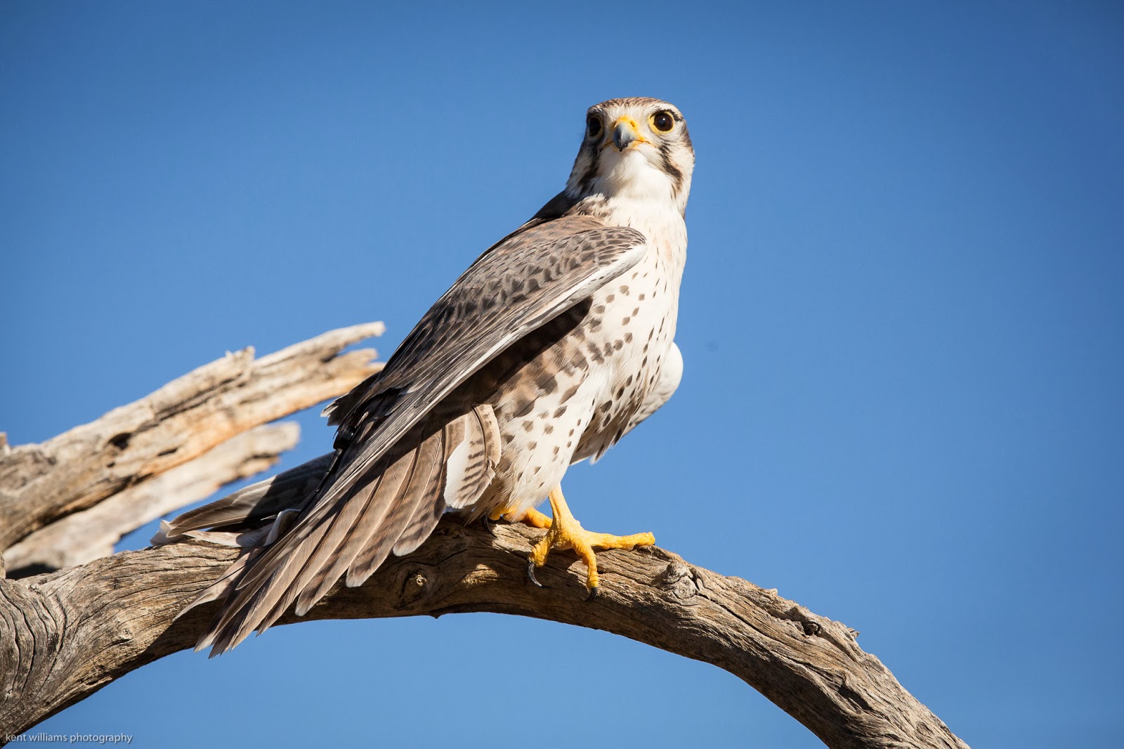 Life in the Right Lane: Arizona Sonora Desert Museum