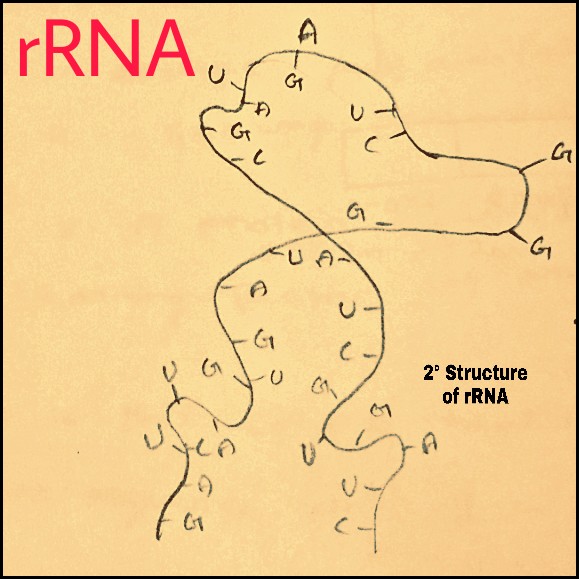 Learning Biotechnology: rRNA NOTES