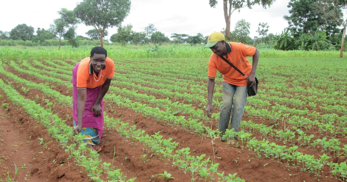 SOYA NI PESA PROJECT HELP FARMERS IN RUVUMA TO ADOPT IMPROVED TECHNICS ...