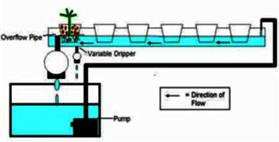 Cara Bertanam Hidroponik Sistem Deep Flow Technique (DFT) | Ada Hidroponik