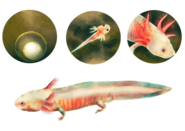 Viktoriya Hnenyuk - Axolotl development