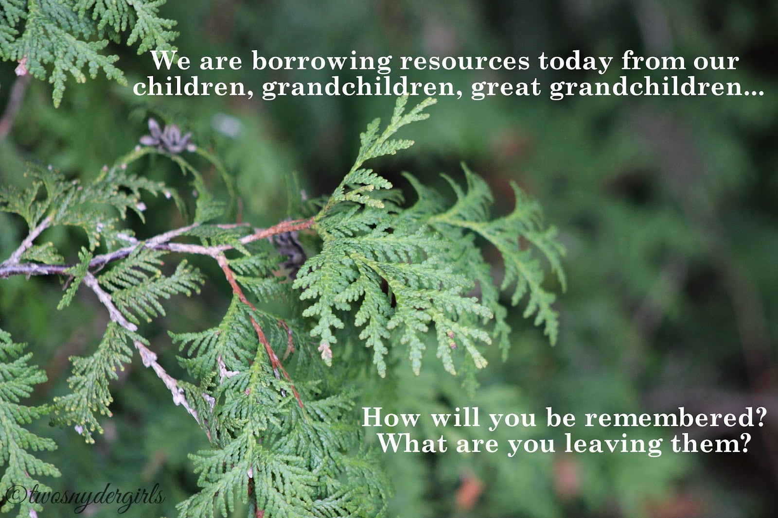 Our Retirement Days: Earth Day Cedar Tea