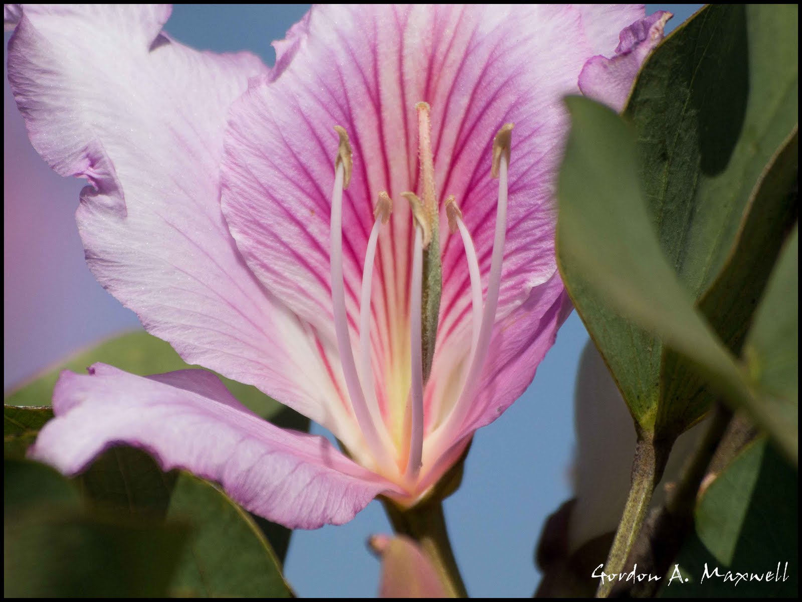 Vacation 2011: Flowers of Brazil