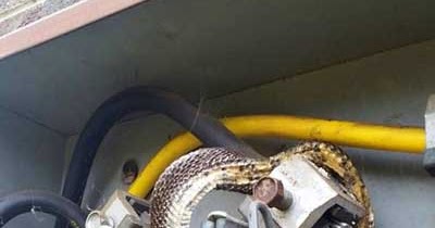 Nothing To Do With Arbroath: Workers found electrocuted snake killed ...
