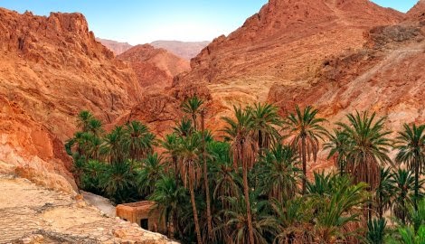 pustinje: Živi svet u pustinjama