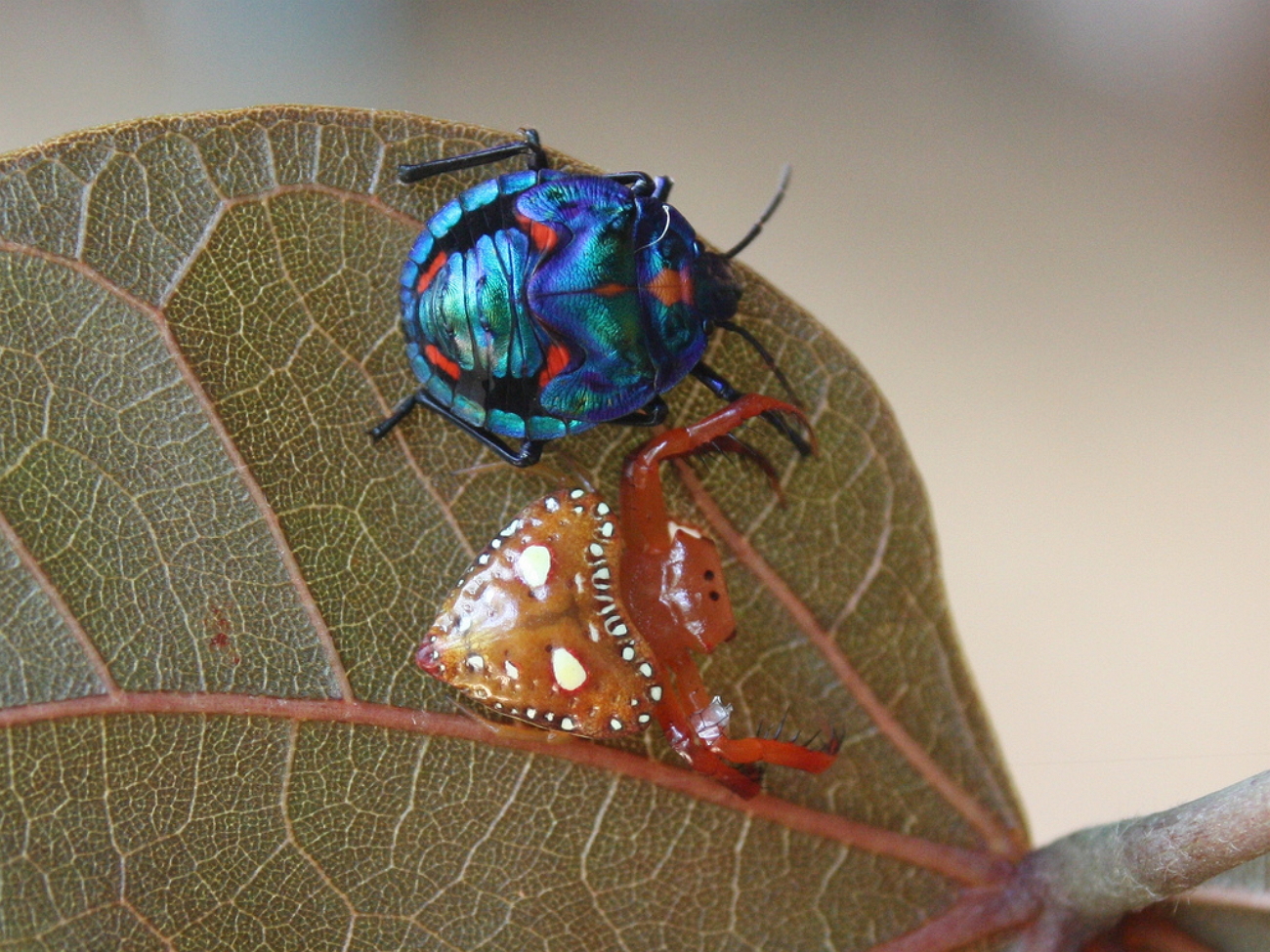 У тёти Сони: Треугольный паук Arkys lancearius