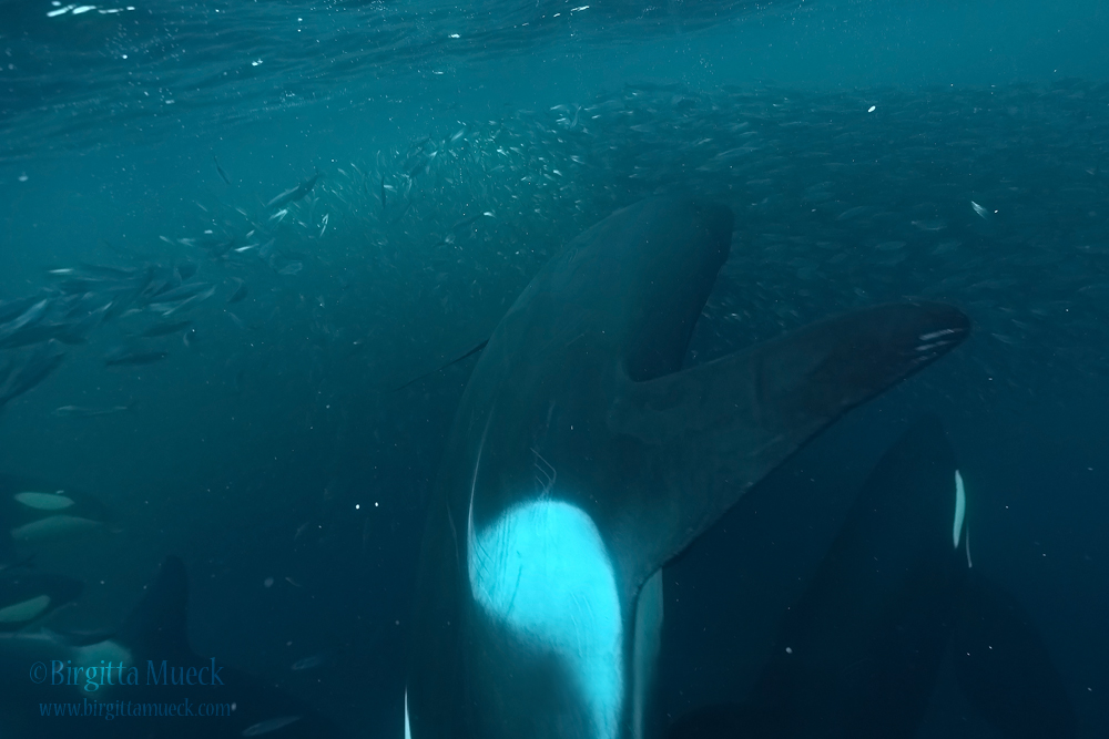 Film Foto Äventyr: Carousel Feeding Orcas