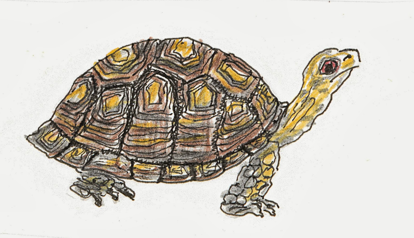 Box Turtle Drawing | Wallpapers Gallery