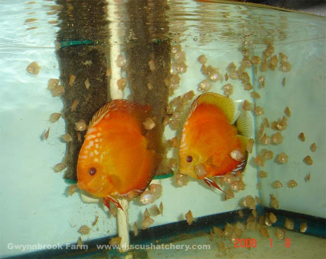 Discus: Discus Breeding Pair And Discur Fry At Gwynnbrook Farm