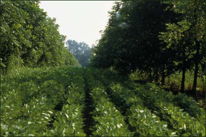 DEFINISI DAN PENGERTIAN SISTEM AGROFORESTRI SEDERHANA | seputar ilmu ...