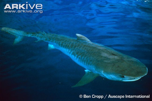 Hiu Harimau ( Tiger Shark ) | Malioboro