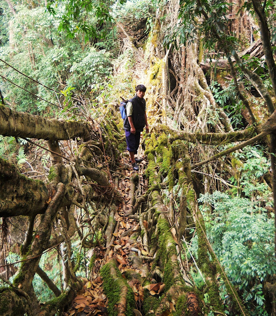 evenfewergoats: The Undiscovered Living Root Bridges of Meghalaya Part ...