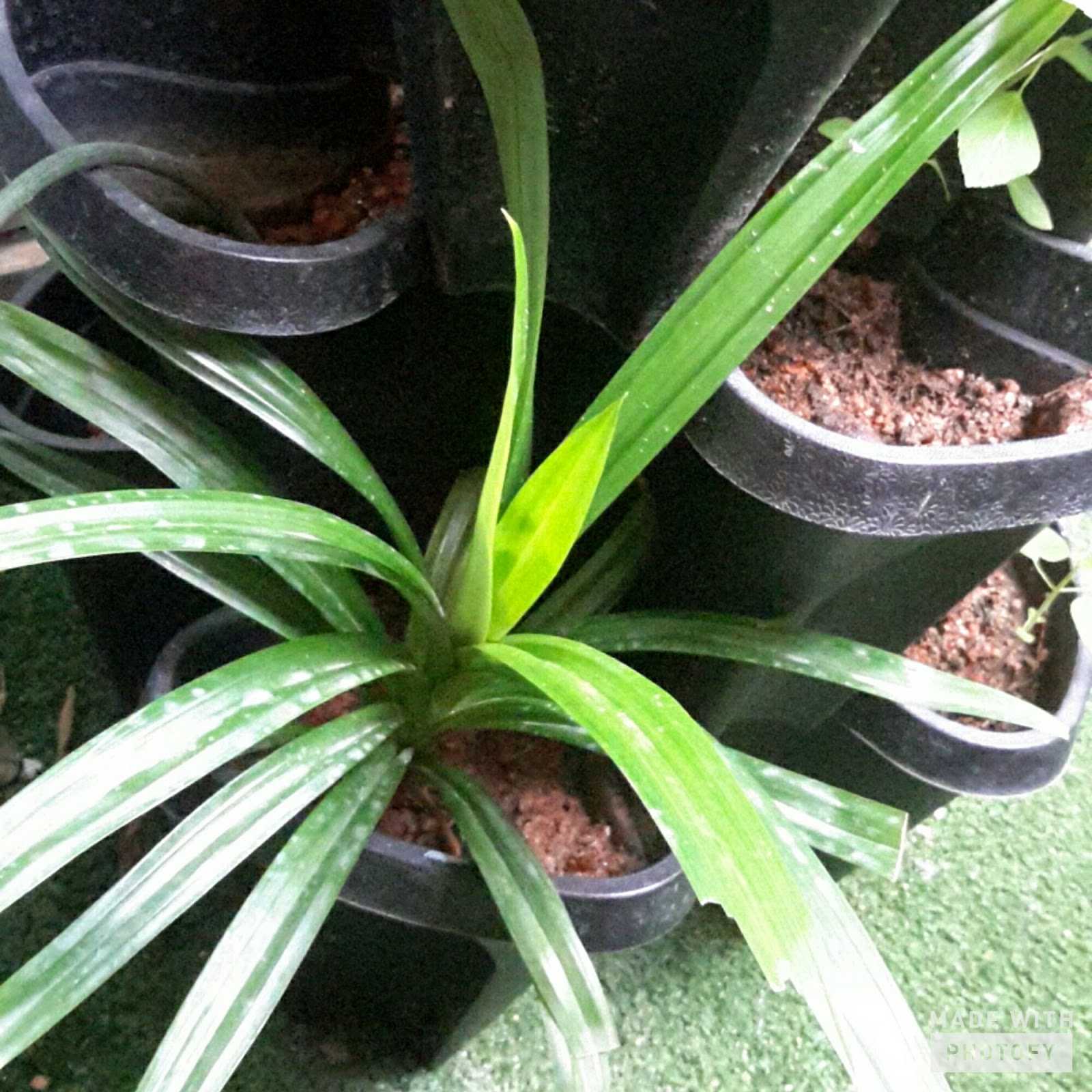 Hiking & Gardening: Update: projek tanaman pokok pandan