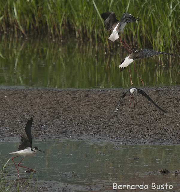 RÍA DE LA VILLA: Trifulca
