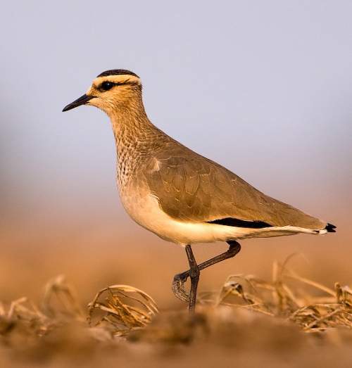 Sociable lapwing photos | Birds of India | Bird World