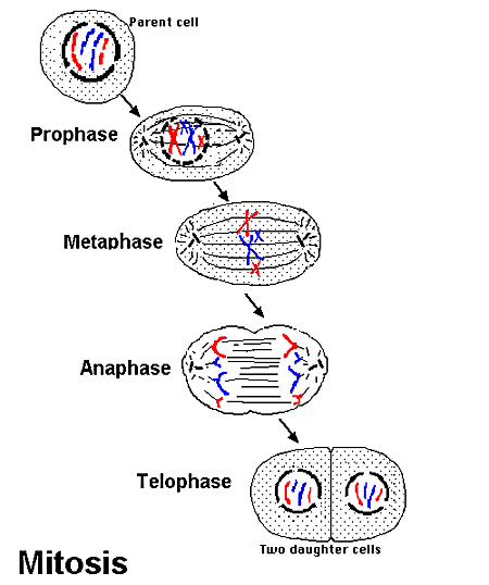 AS Biology: During mitosis, the parent cell divides to produce two ...