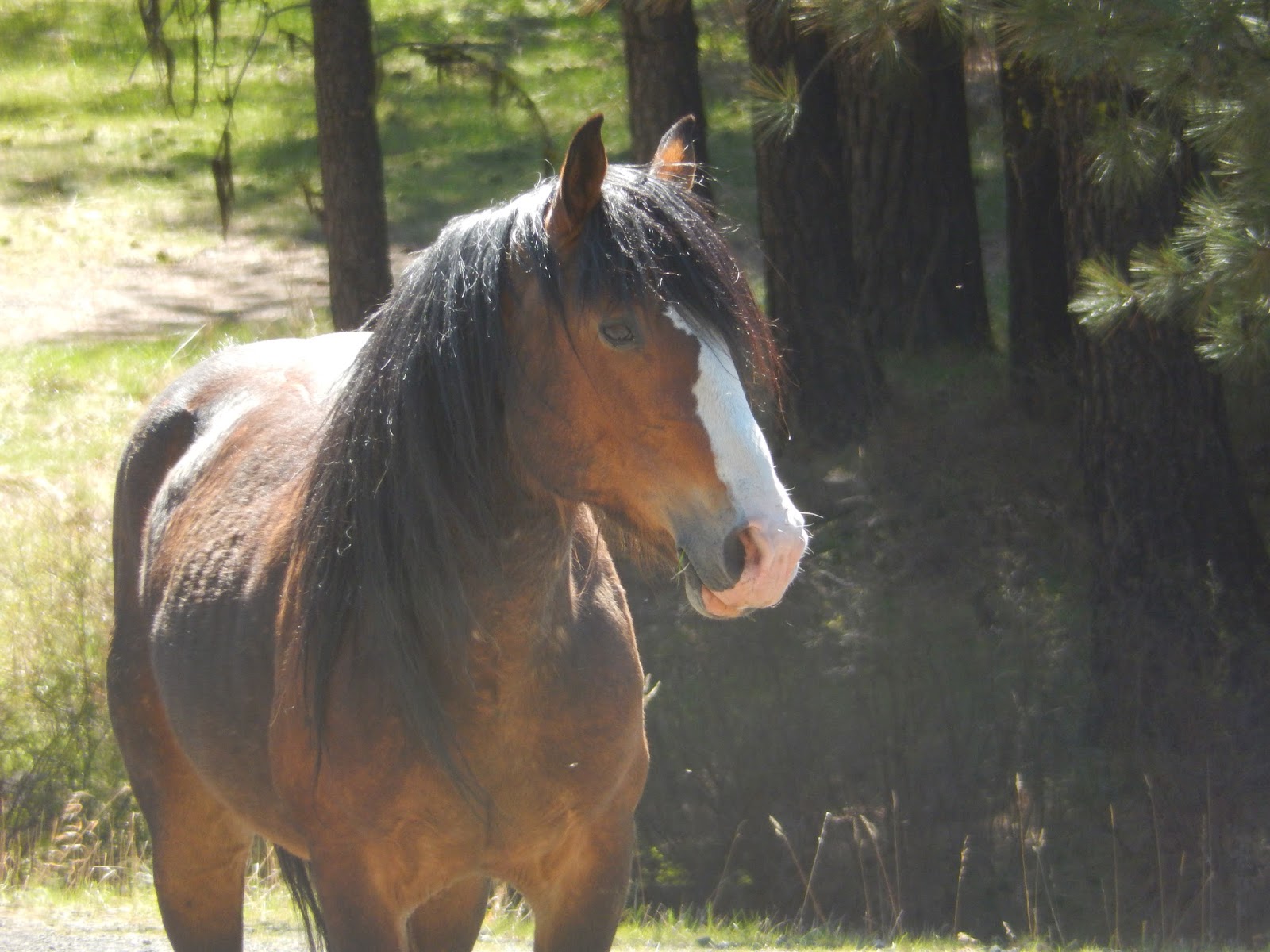 Holly's Horse Tales and Trails: Close Encounters with Ochoco Mustangs ...
