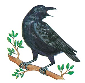 Magic And Human Nature: Crow: In Magic & Traditional Medicine