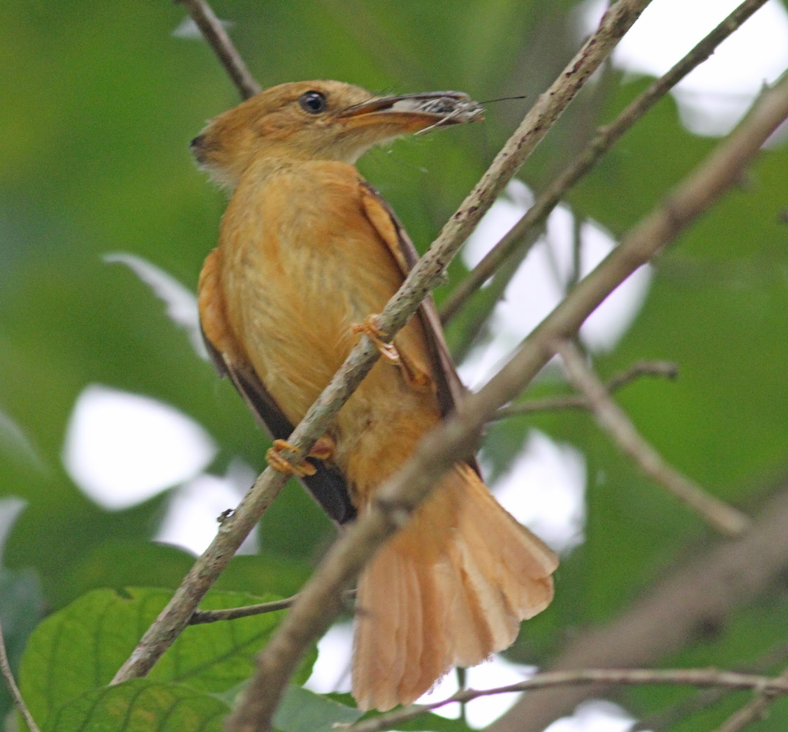 Simon and Karen Spavin: Amazonian Royal-flycatcher