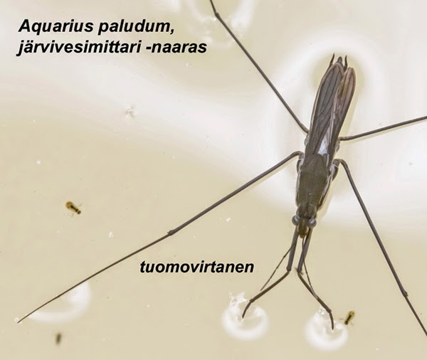 tuomovirtanen: Suomen luteet-Heteroptera-Bugs of Finland