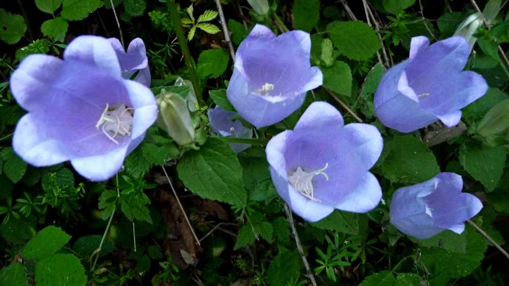 r o b i n 's y a r d: Campanula incurva