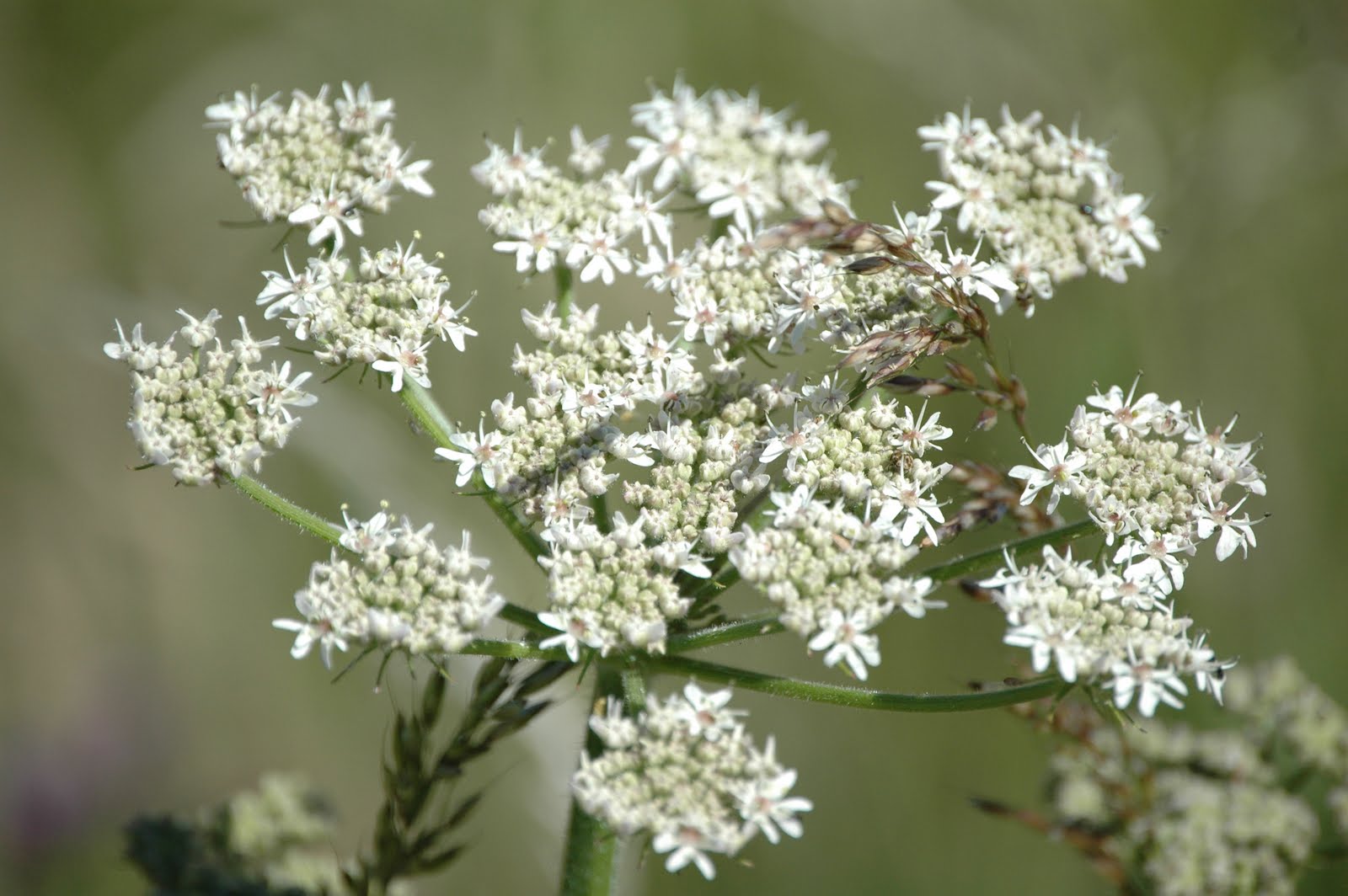 Wild Meadow: Yellow Rattle & Cow Parsley