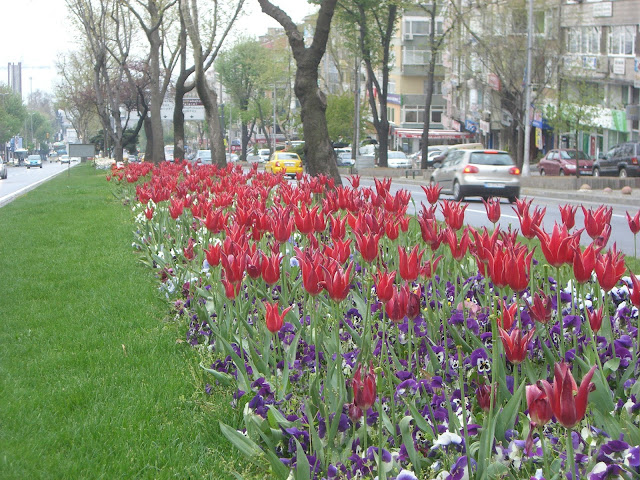 TRAVELS (and more) WITH CECILIA BRAINARD: Thinking of Spring and ...