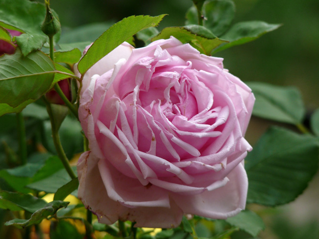 Rudolfs Park Historischer Rosen: Rosengeschichte und Moral