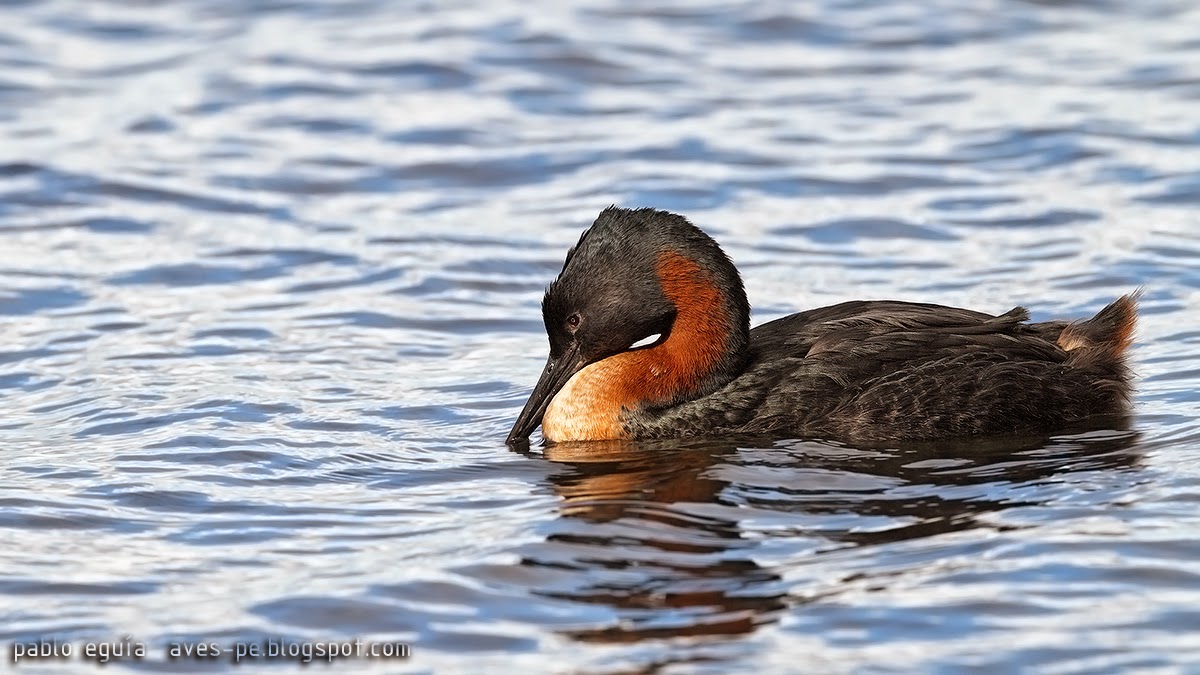 mis fotos de aves: Podiceps major Macá Grande Great Grebe