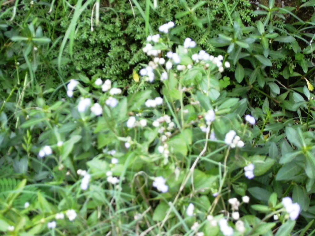 berbagi gagasan: Vas Bunga Kering, untuk Bunga Rumput Kering, dari ...