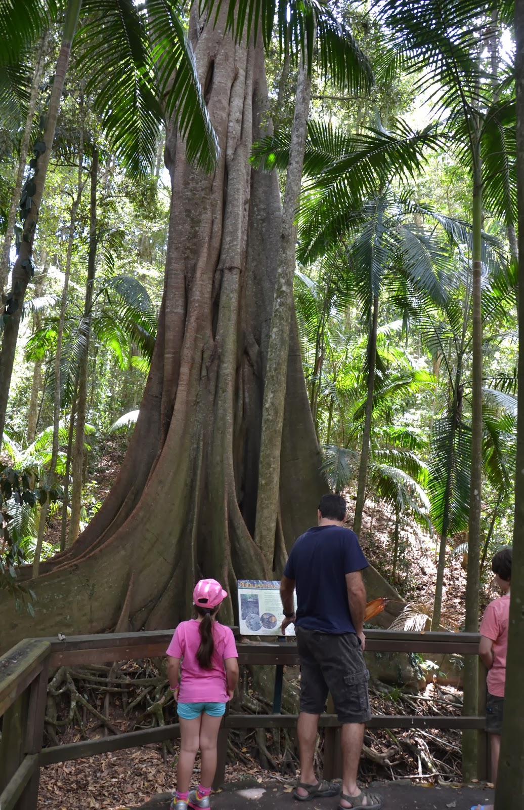Life & Times: Fig Tree Walk - Kenilworth