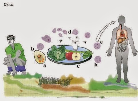 Atlas parasitología biologia sanitaria: Entamoeba histolytica